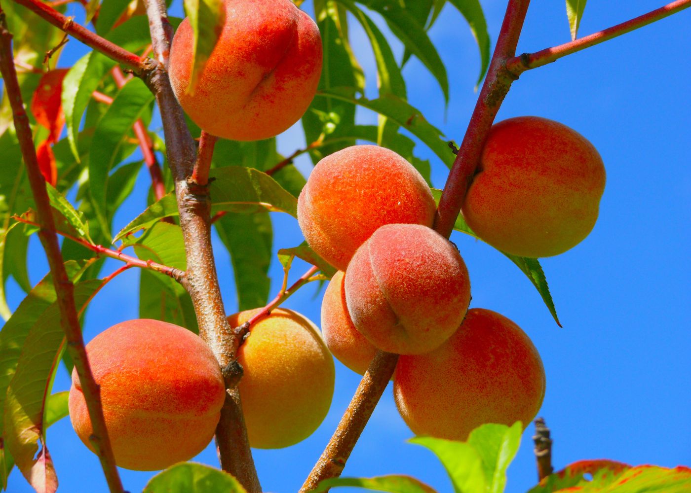 Cómo y cuándo podar el melocotonero – Majar