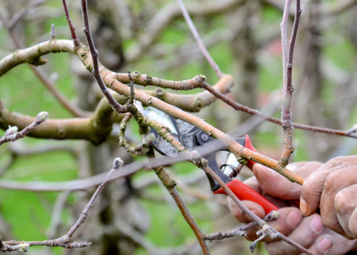 Cómo y cuándo podar manzanos – Majar